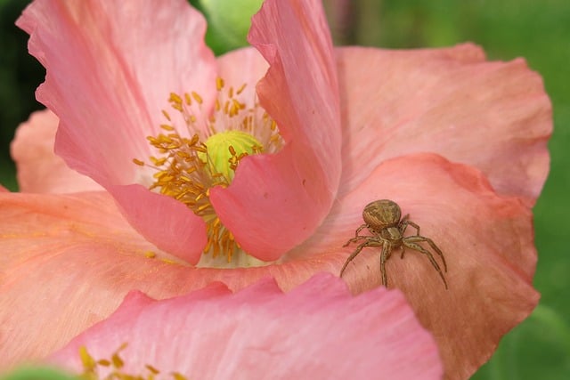 Crab Spider Macro Nature Poppy - Free photo on Pixabay