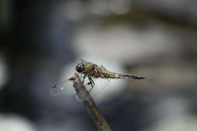 Dragonfly Macro Nature - Free photo on Pixabay