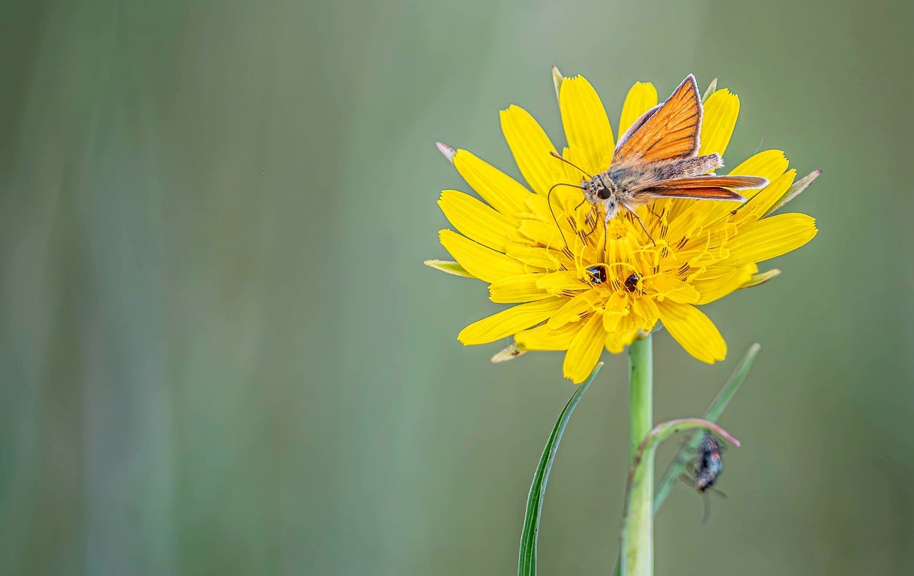 Butterfly Flower Yellow - Free photo on Pixabay