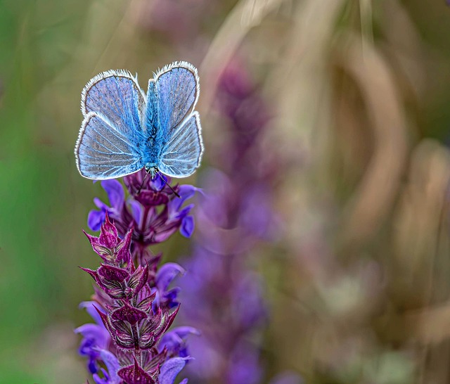 Butterfly Blue Wings - Free photo on Pixabay