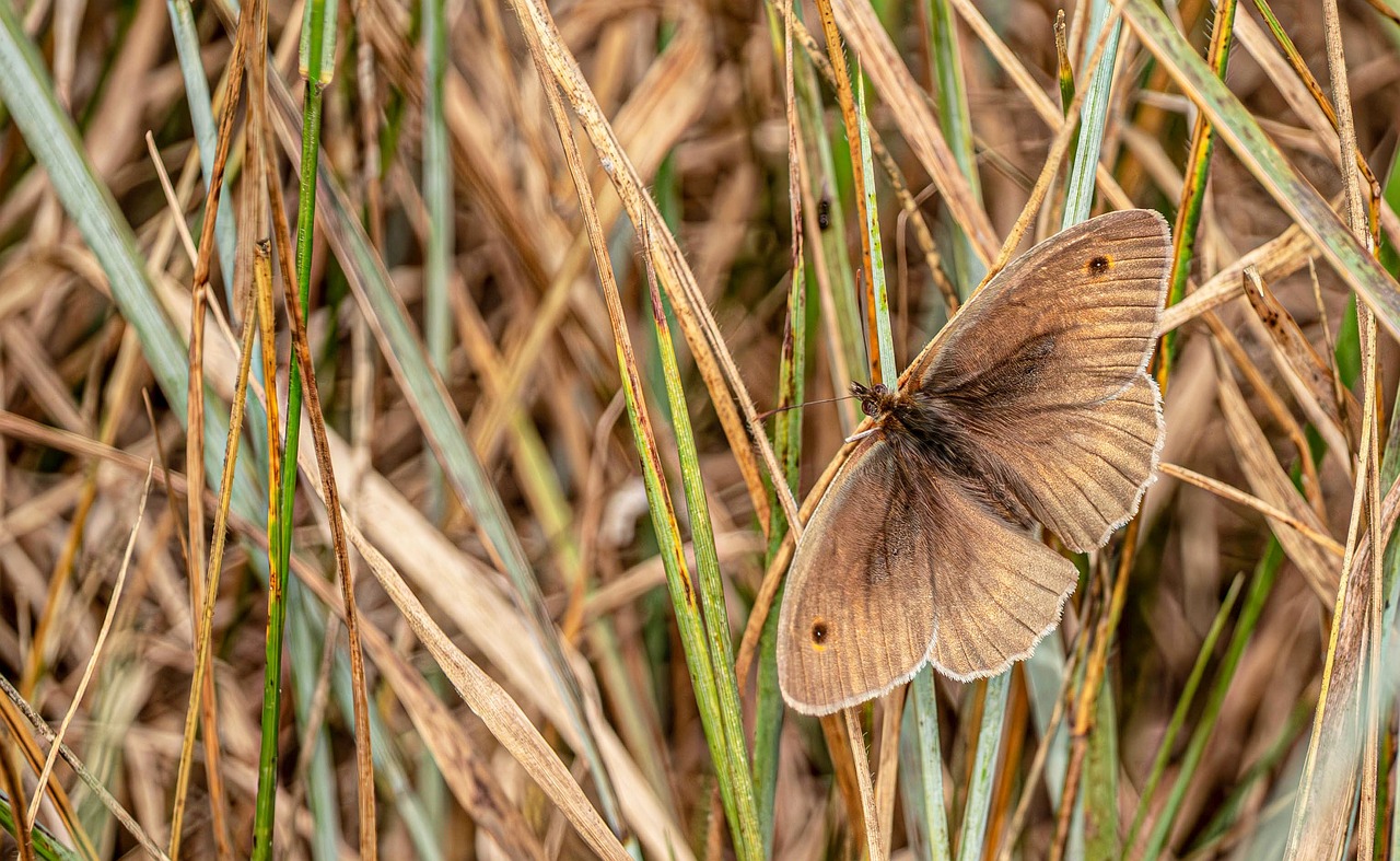 Butterfly Insect Macro - Free photo on Pixabay