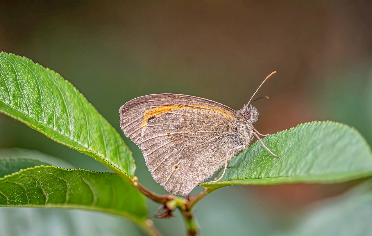Butterfly Macro Photography Leaf - Free photo on Pixabay