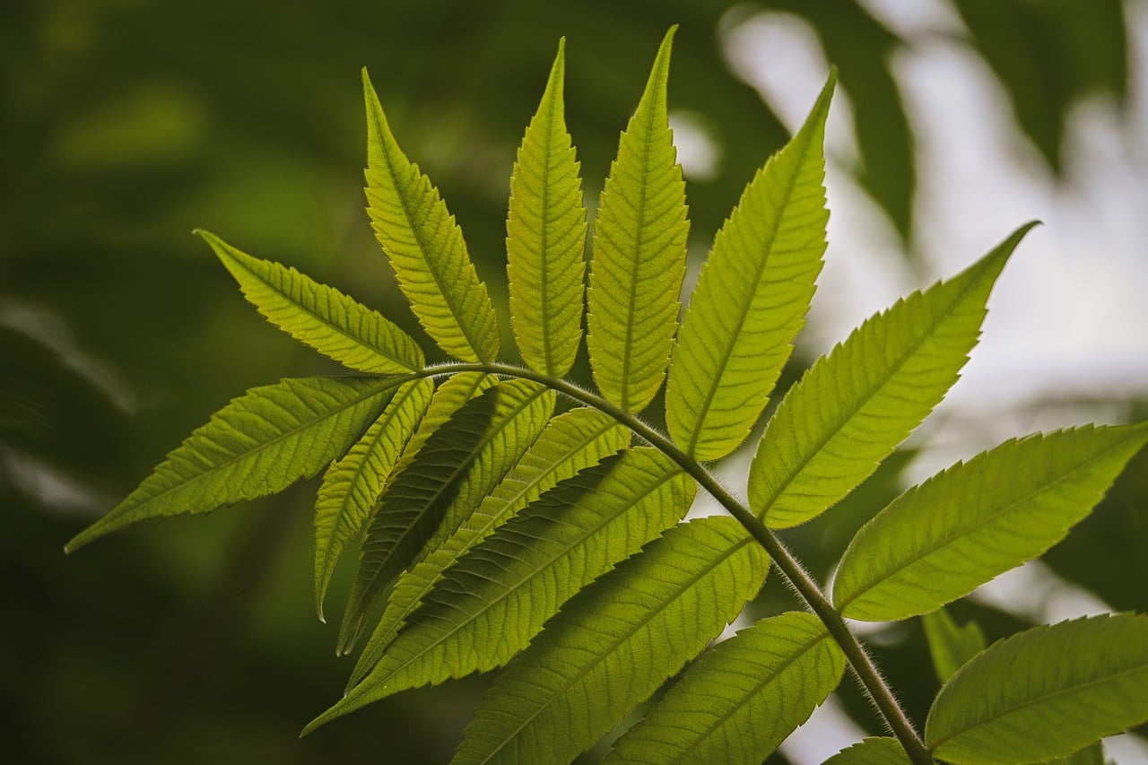 Fern Leaves Green - Free photo on Pixabay