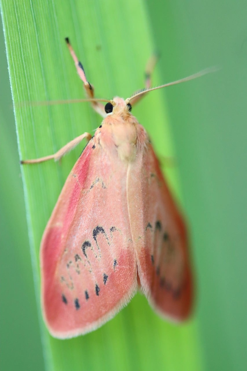 Moth Pink Wings - Free photo on Pixabay