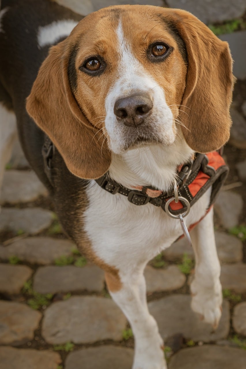 Dog Beagle Portrait - Free photo on Pixabay
