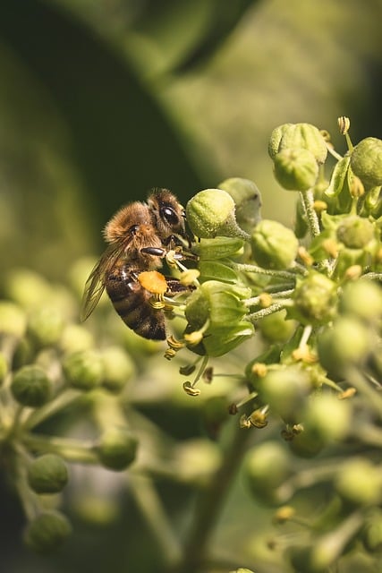 Bee Flower Pollination - Free photo on Pixabay