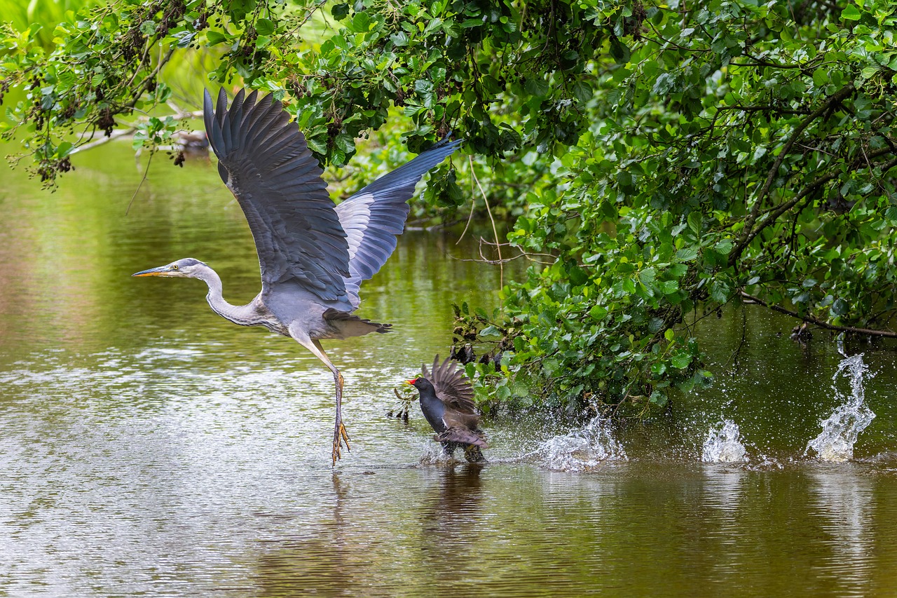 Gray Heron Bird In Flight - Free photo on Pixabay