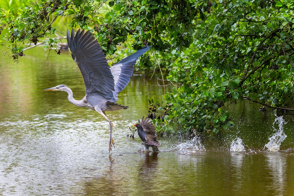 Gray Heron Bird In Flight - Free photo on Pixabay