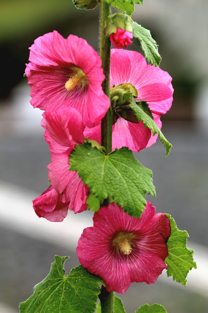 Hollyhock Flower Garden Plant - Free photo on Pixabay