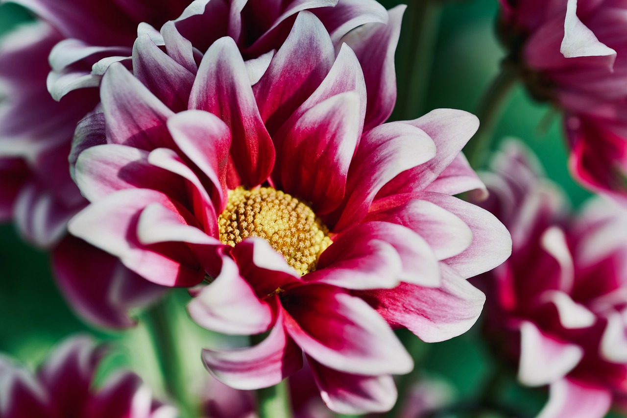Flower Close-Up Pink - Free photo on Pixabay