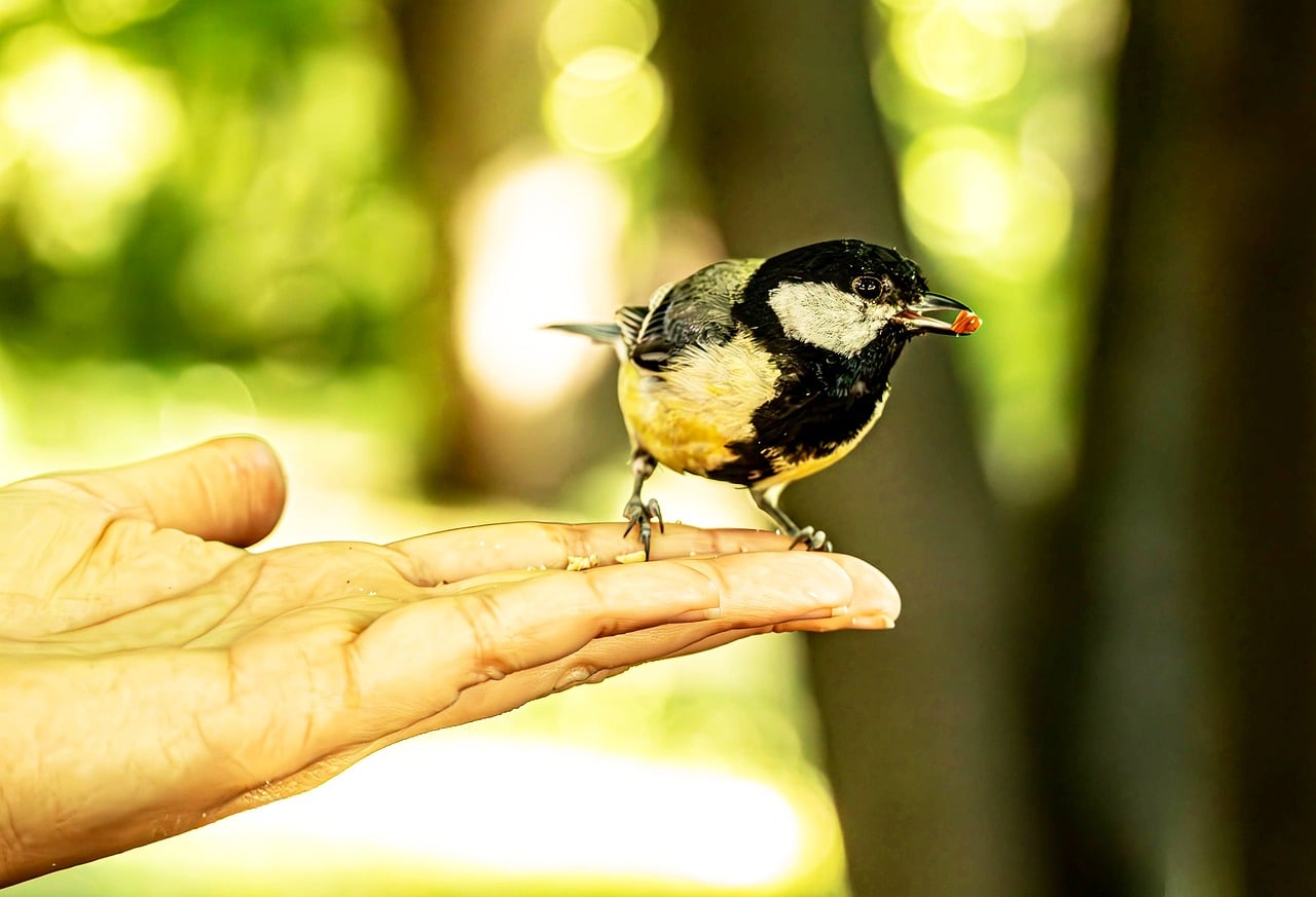 Bird Human Feeding - Free photo on Pixabay