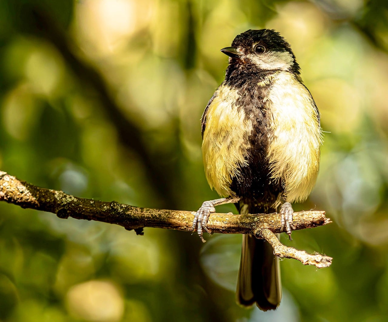 Bird Twig Nature Great - Free photo on Pixabay