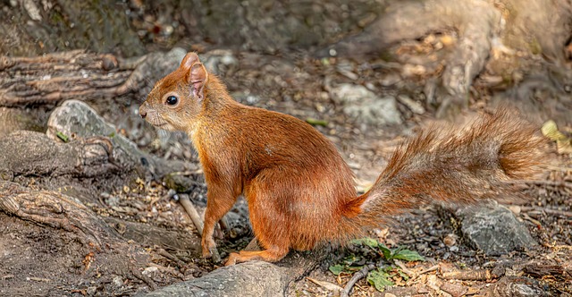 Squirrel Nature Rodent - Free photo on Pixabay