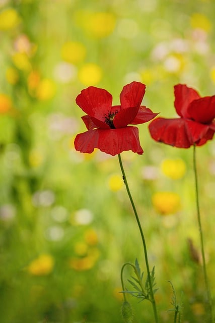 Poppy Flower - Free photo on Pixabay