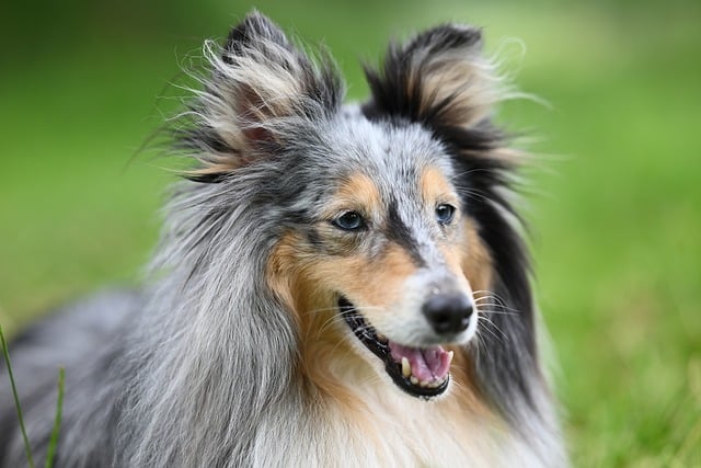 Collie Dog Shetland Sheepdog Long - Free photo on Pixabay