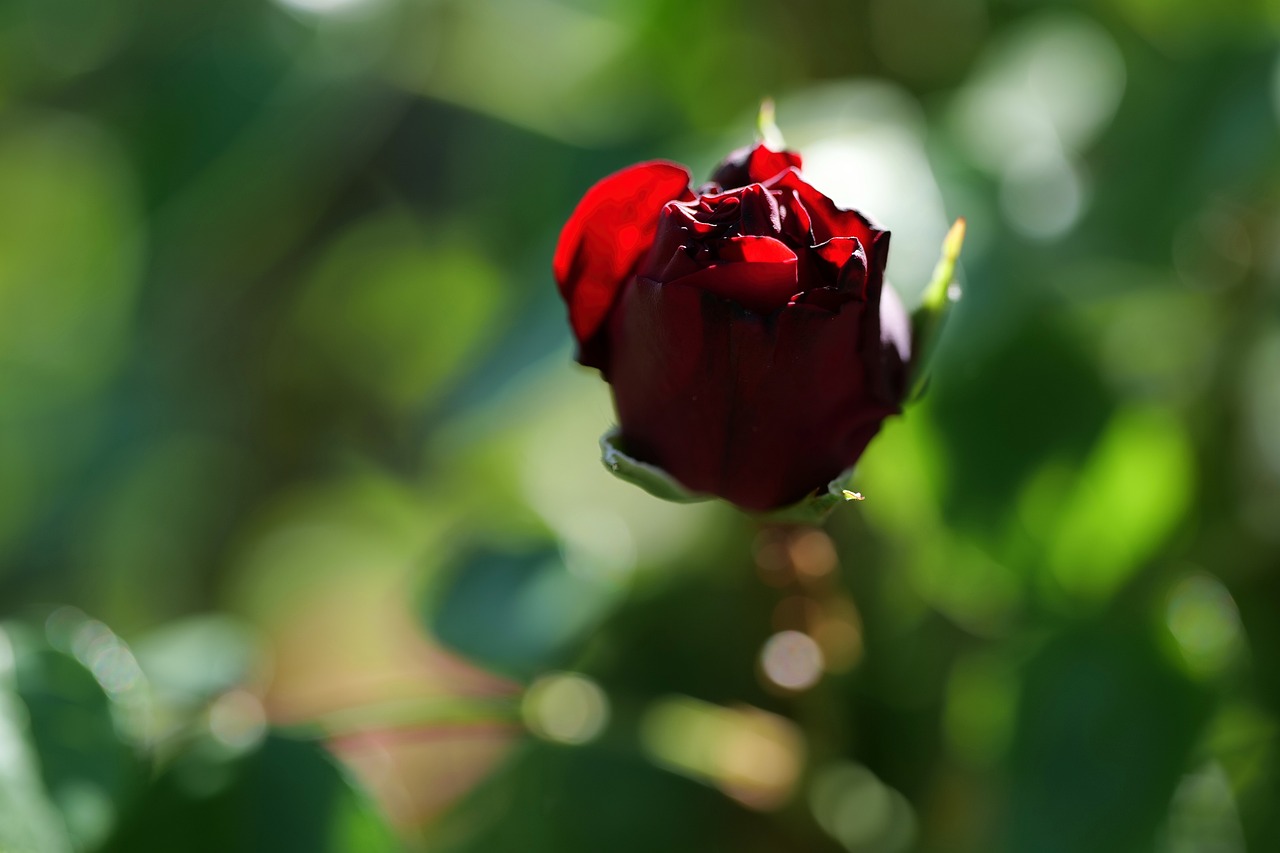Rose Red Nature - Free photo on Pixabay