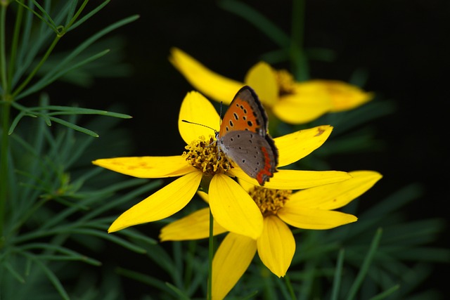 Butterfly Flower Yellow - Free photo on Pixabay