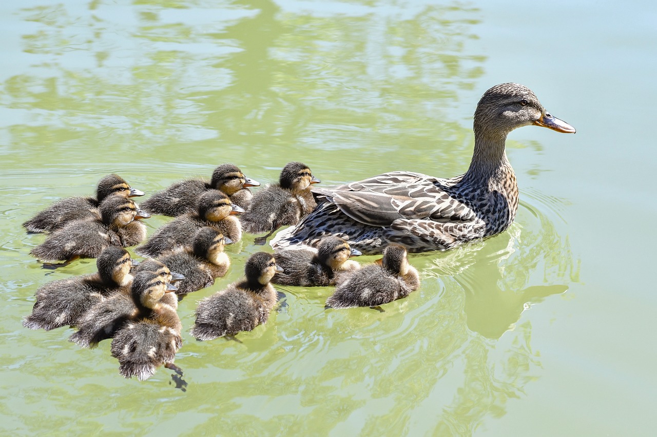 Duck Ducklings Swimming - Free photo on Pixabay