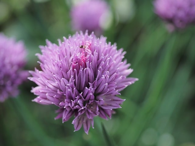 Chive Blossom Purple - Free photo on Pixabay