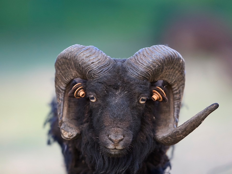 Pecora Nera Mammifero - Foto gratis su Pixabay