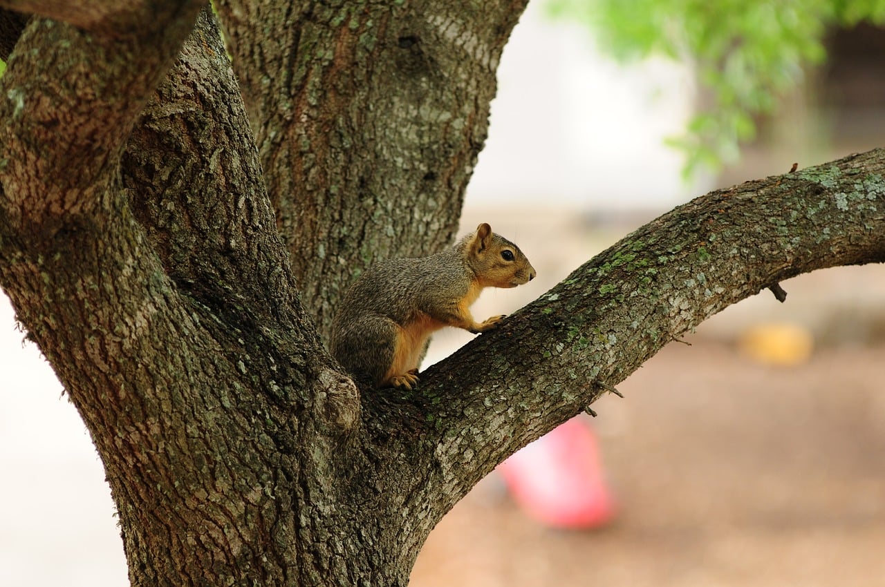Squirrel Tree Nature - Free photo on Pixabay