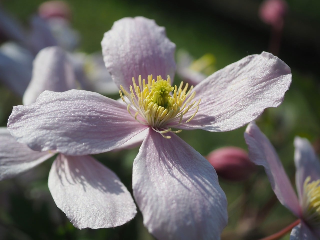 Clematis Blossom Natural Beauty - Free photo on Pixabay