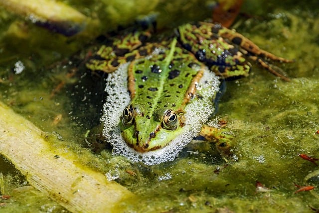 Frog Swamp Amphibian - Free photo on Pixabay