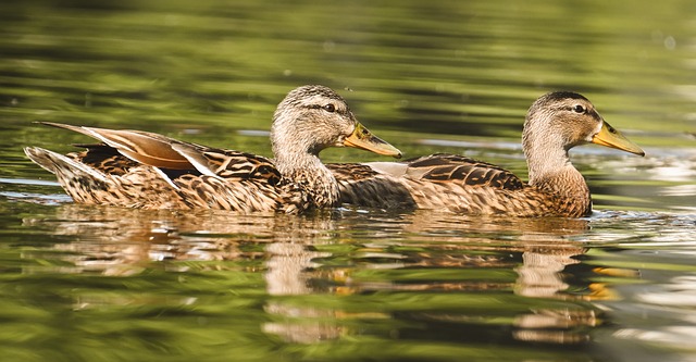 Ducks Two Lake - Free photo on Pixabay