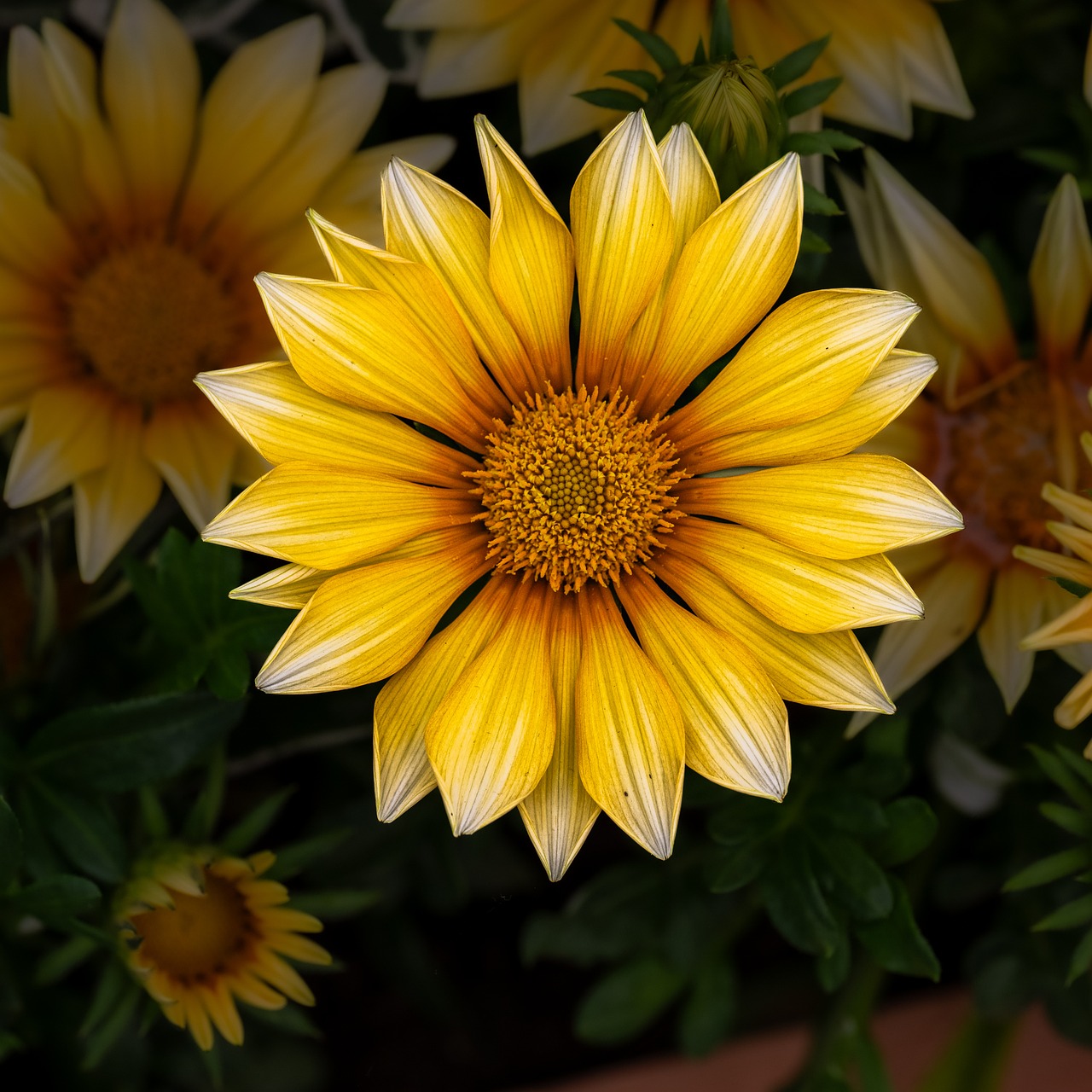 Flower Yellow Close-Up - Free photo on Pixabay