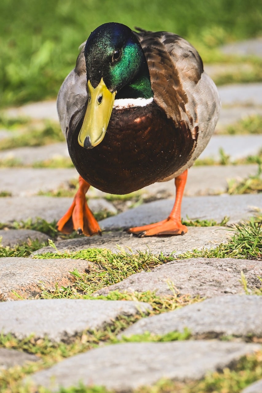 Duck Garden Path Colorful Green - Free photo on Pixabay