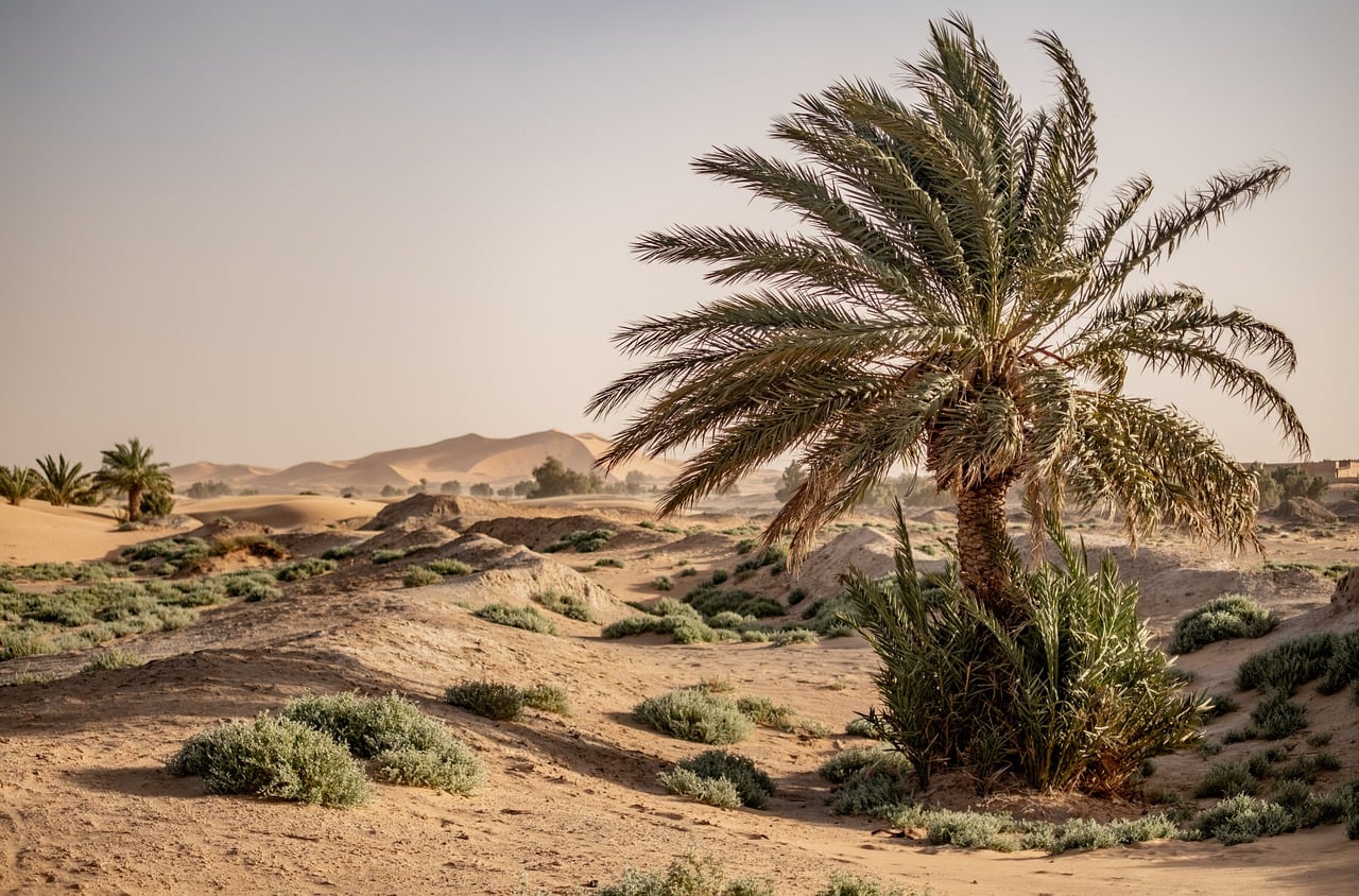 Desert Palm Dune - Free photo on Pixabay