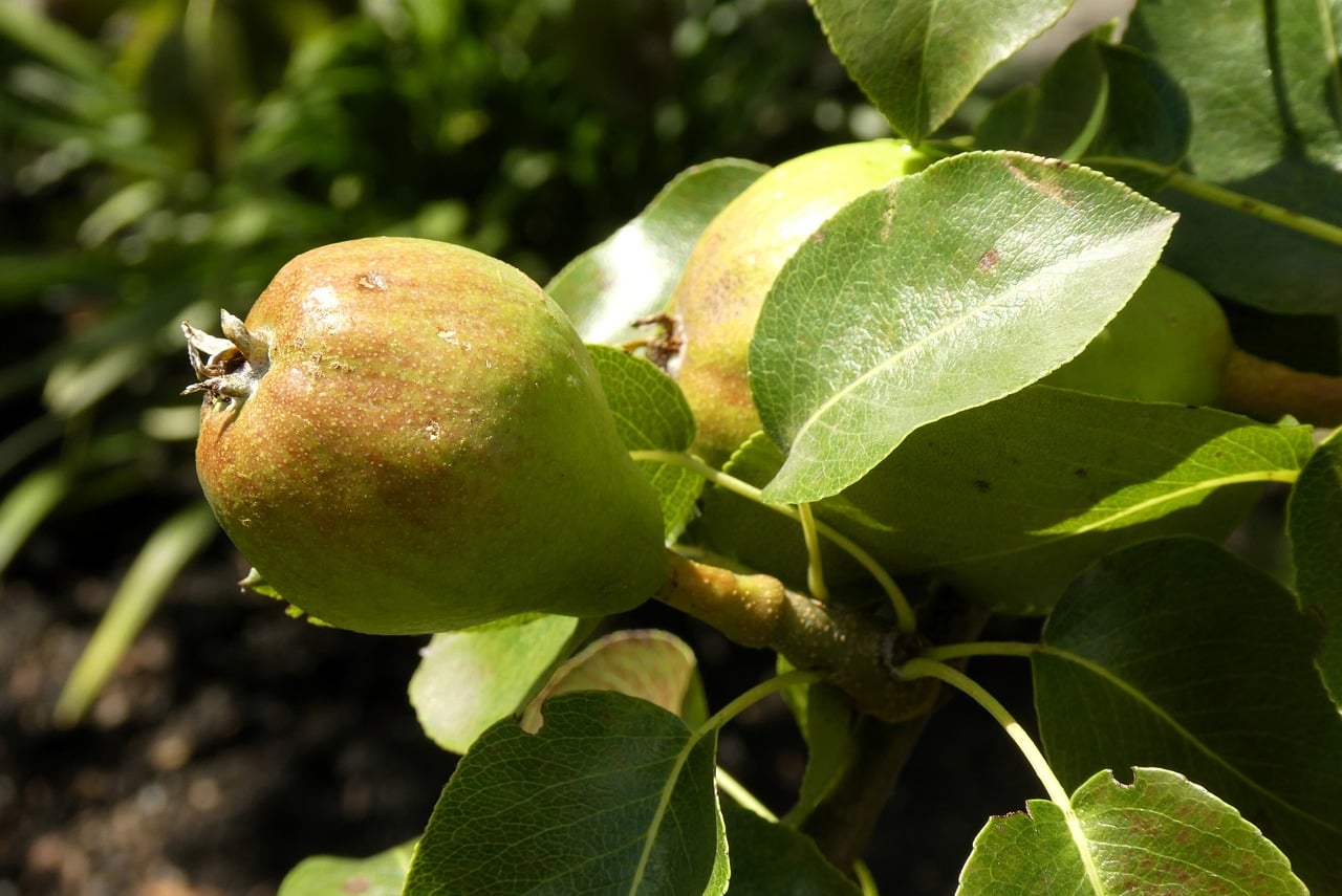 Pear Fruit Leaves - Free photo on Pixabay
