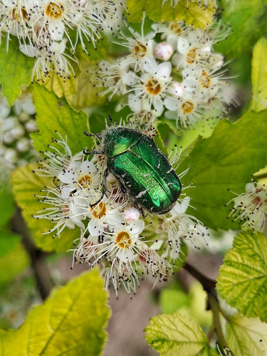 Beetle Rose Chafer Macro - Free photo on Pixabay