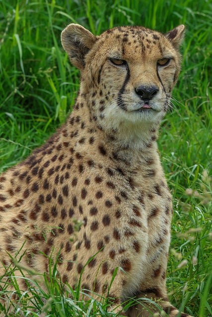 Cheetah Nature Cat - Free photo on Pixabay