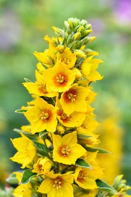 Loosestrife Flower Yellow - Free photo on Pixabay