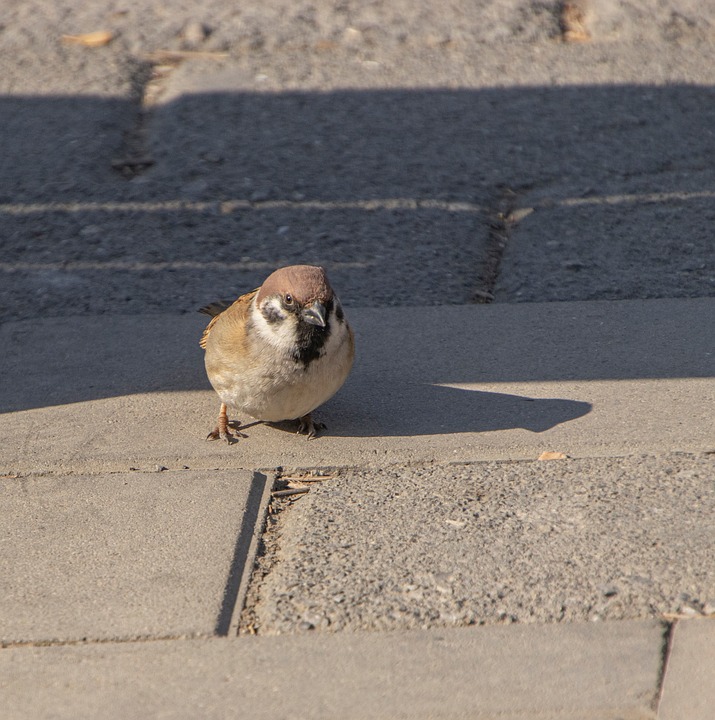 Sparrow Animal Bird - Free photo on Pixabay