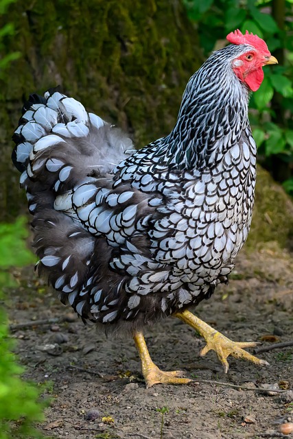Hen Rooster Ground - Free photo on Pixabay