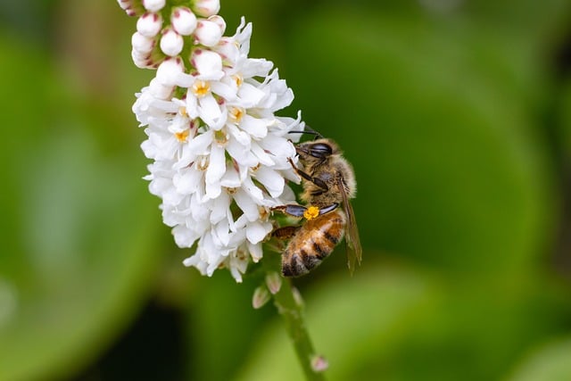 Bee Insect Pollination - Free photo on Pixabay