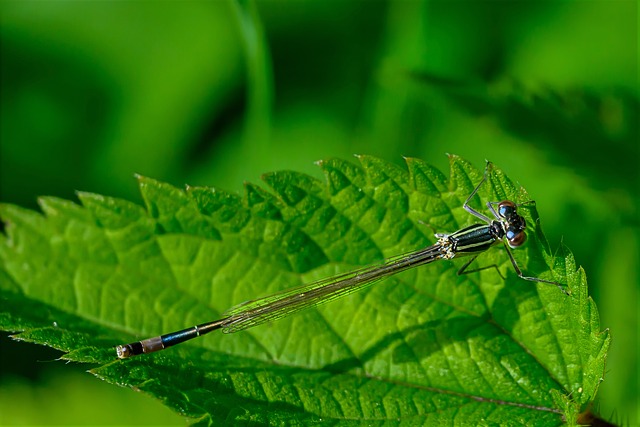 Dragonfly Macro Photography Nature - Free photo on Pixabay