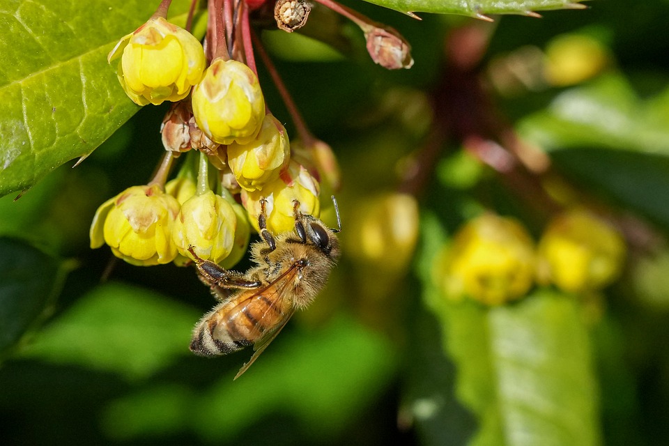 Abeille Fleur Nature - Photo gratuite sur Pixabay