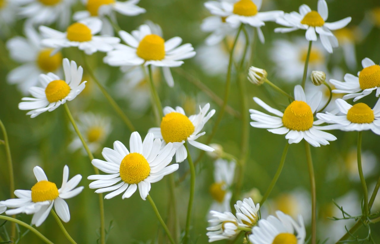 Chamomile Flowers Wildflowers - Free photo on Pixabay