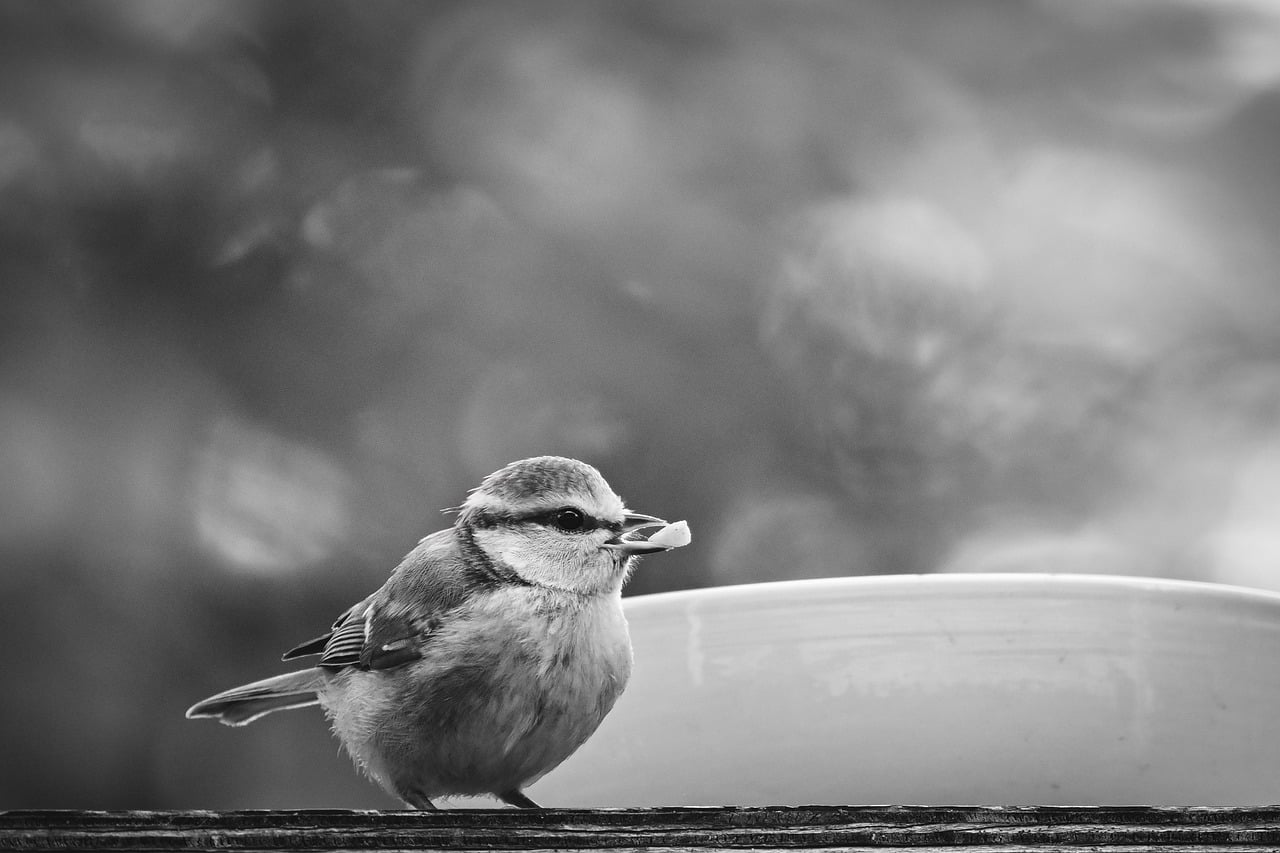 Black And White Bird Small - Free photo on Pixabay