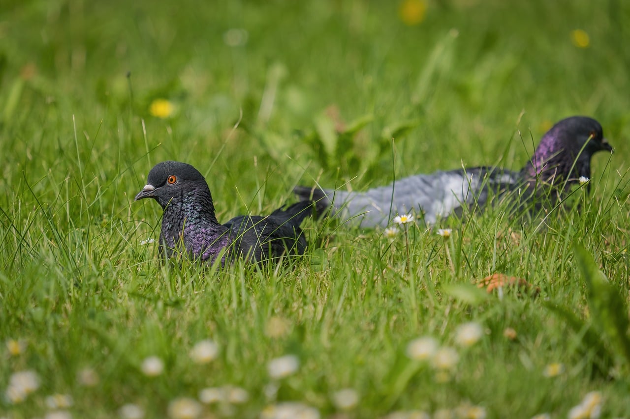 Pigeon Meadow Grass - Free photo on Pixabay