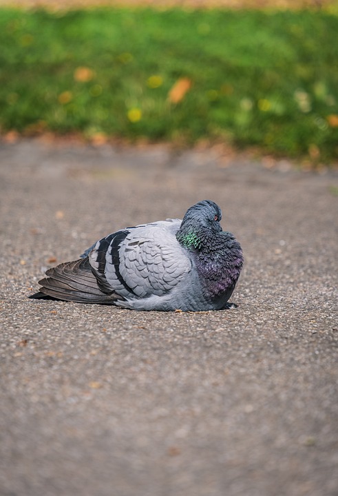 Pigeon Bird Nature - Free photo on Pixabay