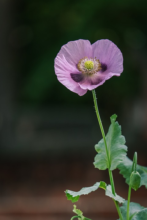 Flower Poppy Purple - Free photo on Pixabay