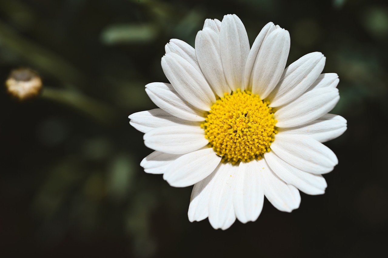Daisy Flower White Yellow - Free photo on Pixabay