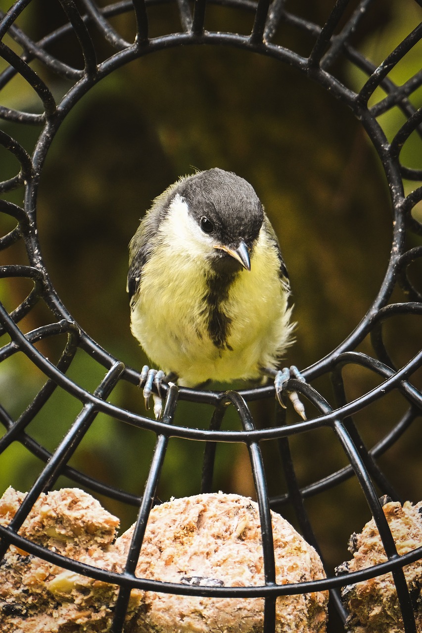 Blue Tit Bird Feeder - Free photo on Pixabay