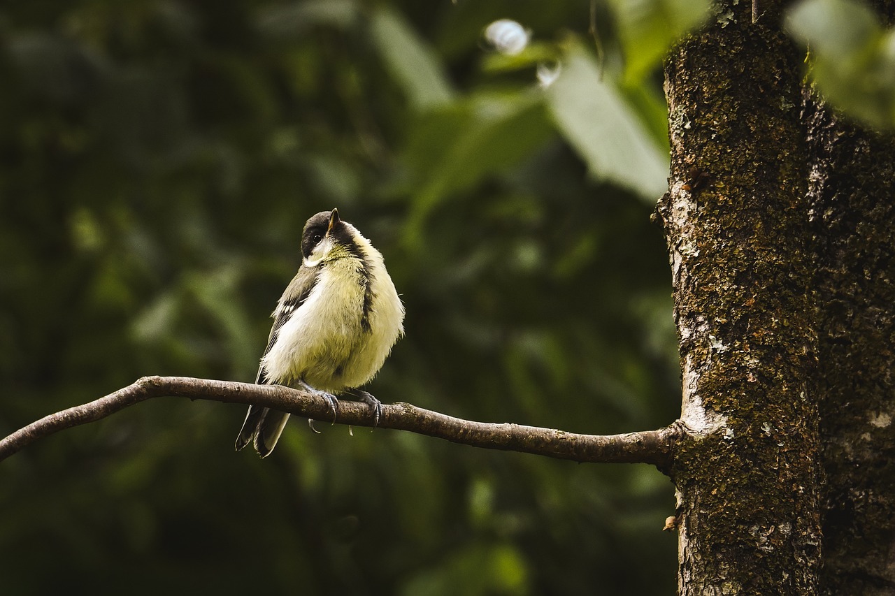 Bird Branch Forest - Free photo on Pixabay