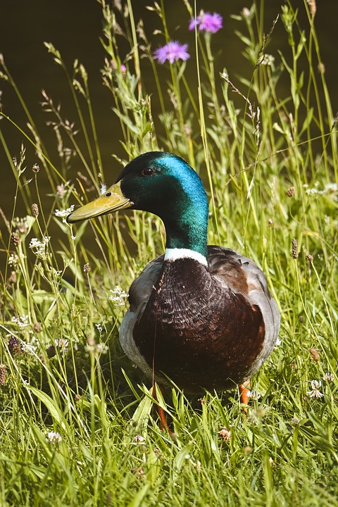 Duck Bird Green - Free photo on Pixabay