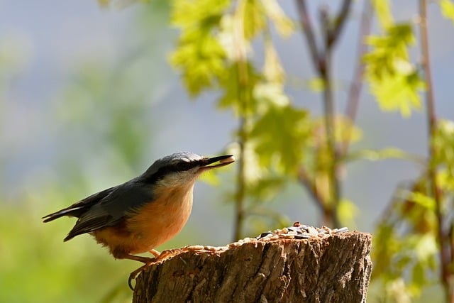Nuthatch Bird Nature - Free photo on Pixabay